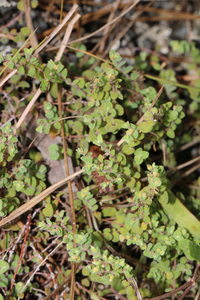 Pineland Sandmat in May 2024 by Andres Vila · iNaturalist
