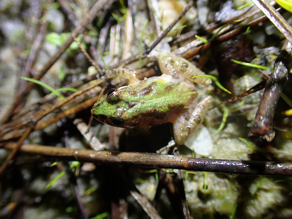 Northern Cricket Frog In May 2024 By Eric Cormier INaturalist northern-cricket-frog-in-may-2024-by-eric-cormier-inaturalist
