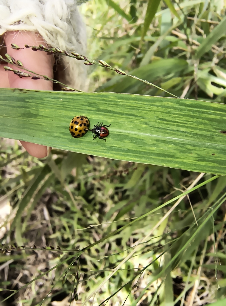 Hadda Beetle from Reserva Ecologica Costanera Sur, CABA, Argentina on ...