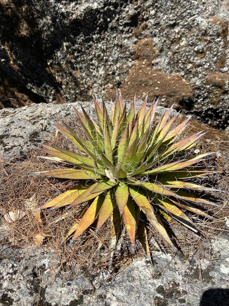 Magueyes y mezcales desde Pueblo Nuevo, Dgo., MX el 18 de mayo de 2024 ...