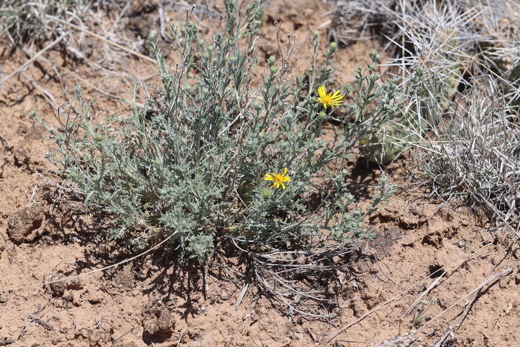 Spiny Goldenweed from White Rock, NM 87547, USA on May 19, 2024 at 01: ...