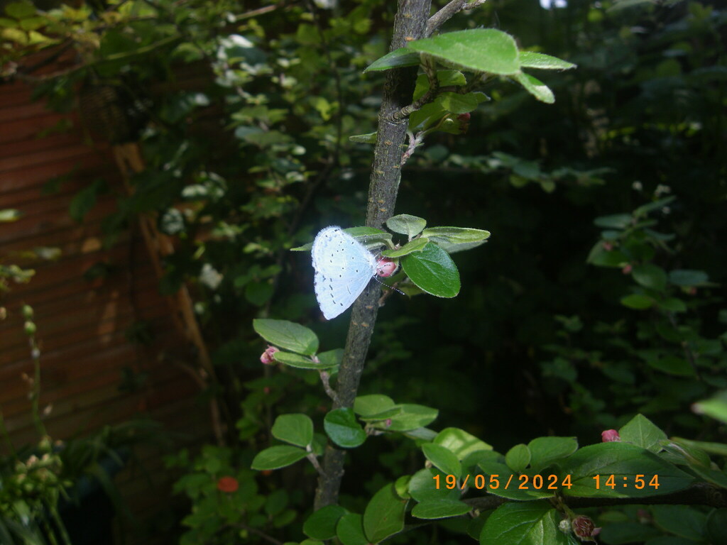 Holly Blue from Harrow, UK on May 19, 2024 at 02:54 PM by LibProj ...