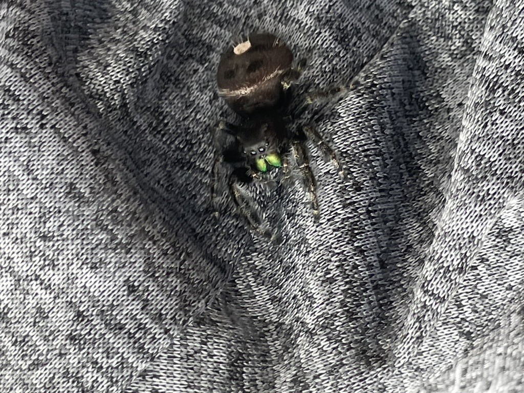 Bold Jumping Spider from N Payne St, Stillwater, OK, US on May 19, 2024 ...