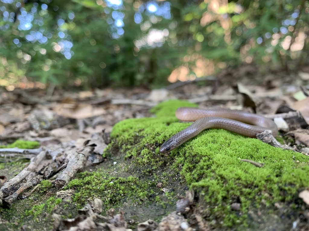Flat-headed Snake in May 2024 by Ruby · iNaturalist