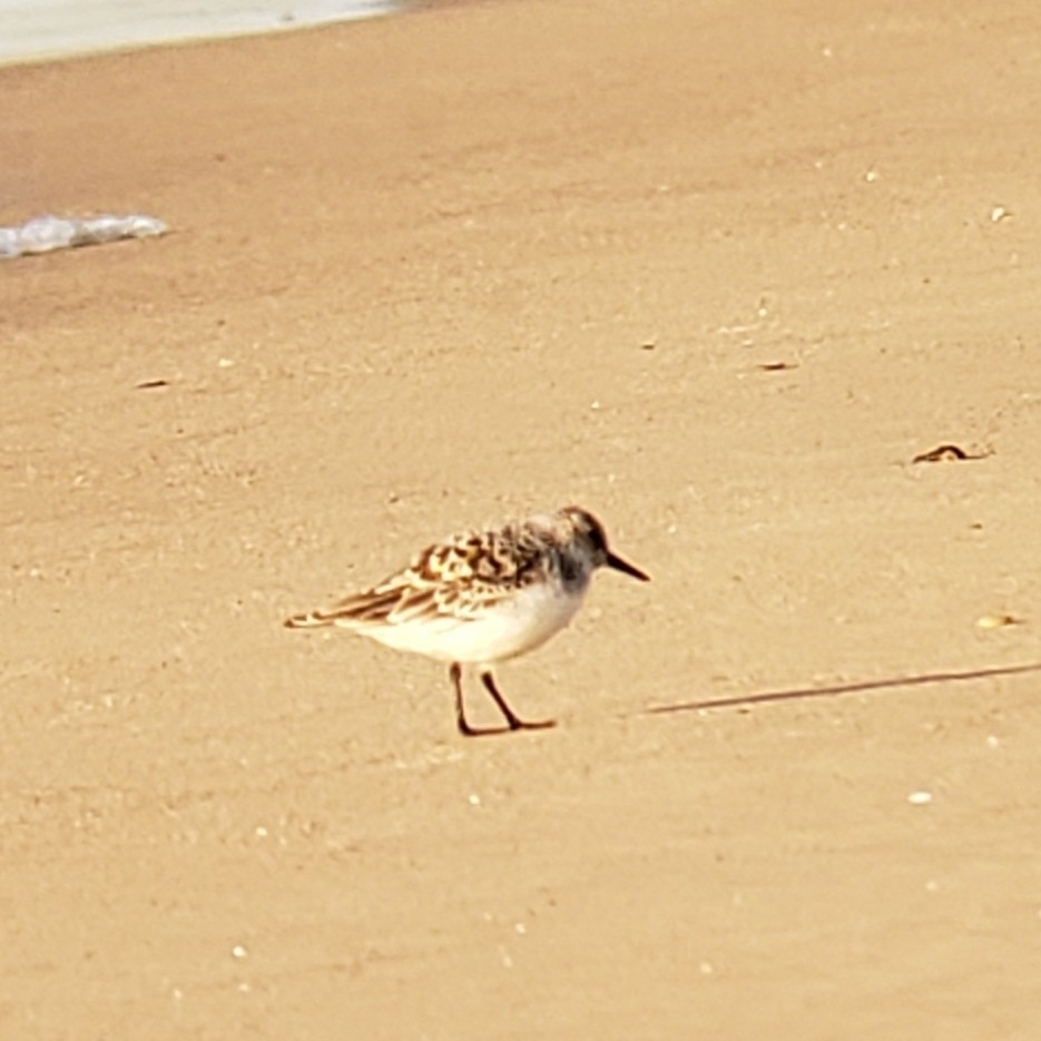 Sanderling from Waukegan, IL 60087, USA on May 19, 2024 at 06:33 AM by ...