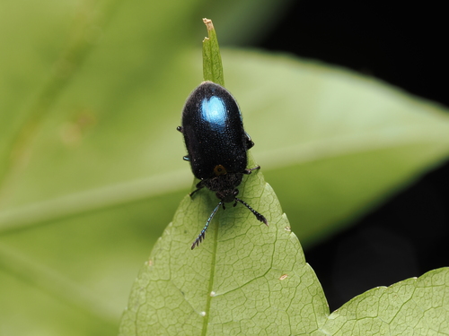 Genus Cyanopenthe · iNaturalist
