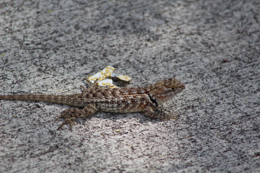 Twin-spotted Spiny Lizard from Tucson, AZ, USA on May 08, 2019 at 02:54 ...