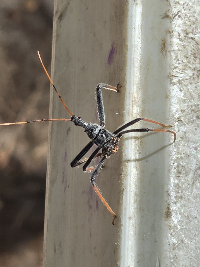 North American Wheel Bug from Athens, TX 75752, USA on May 19, 2024 at ...