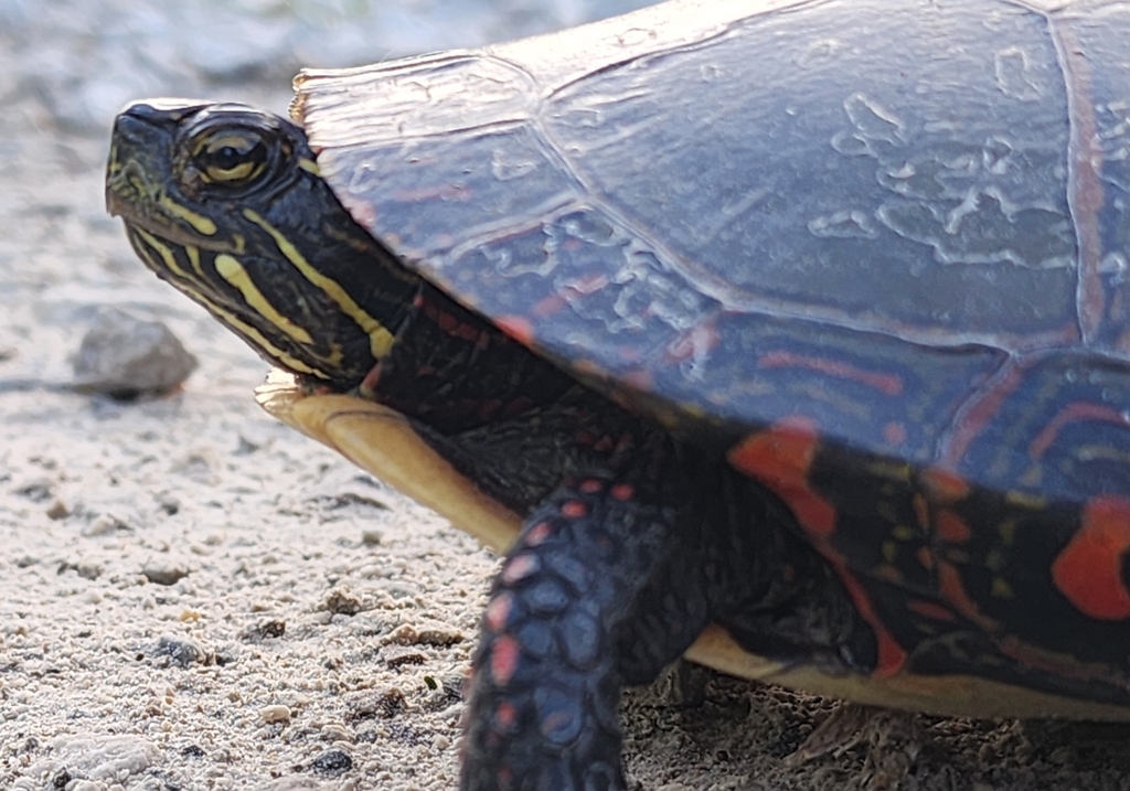 Midland Painted Turtle from Bruce, CA-ON, CA on May 19, 2024 at 08:02 ...