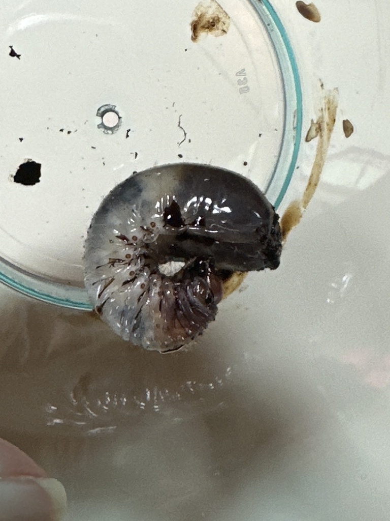 Scarabs from Delaware State Forest, Greentown, PA, US on May 19, 2024 ...