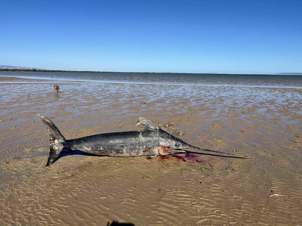 Broadbill Swordfish from Port Paterson SA 5700, Australia on May 19 ...