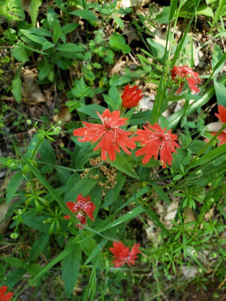 cardinal catchfly from 20327 CA-49, Nevada City, CA 95959, USA on May ...