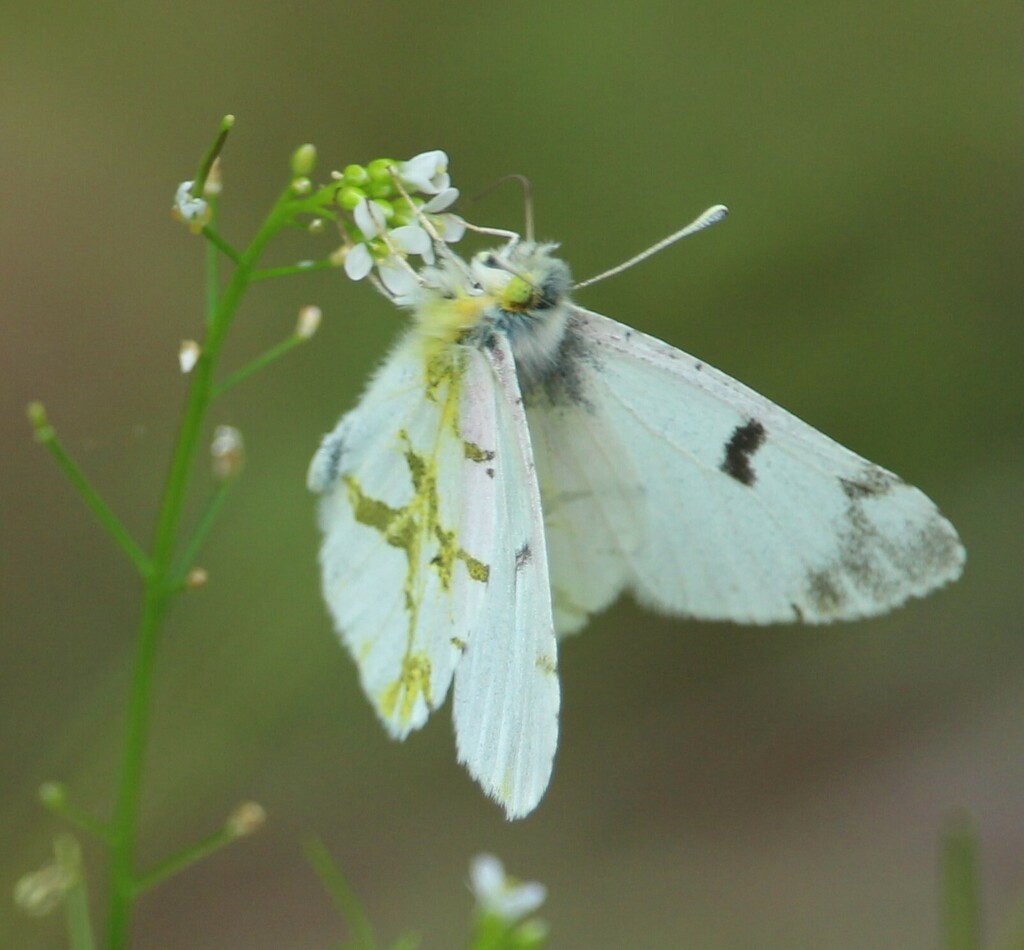 Olympia Marble in May 2024 by Janet Elliott · iNaturalist
