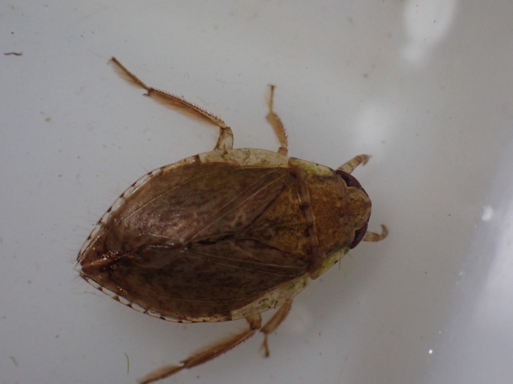 Diplonychus rusticus from Lantau Island, Hong Kong on May 18, 2024 at ...