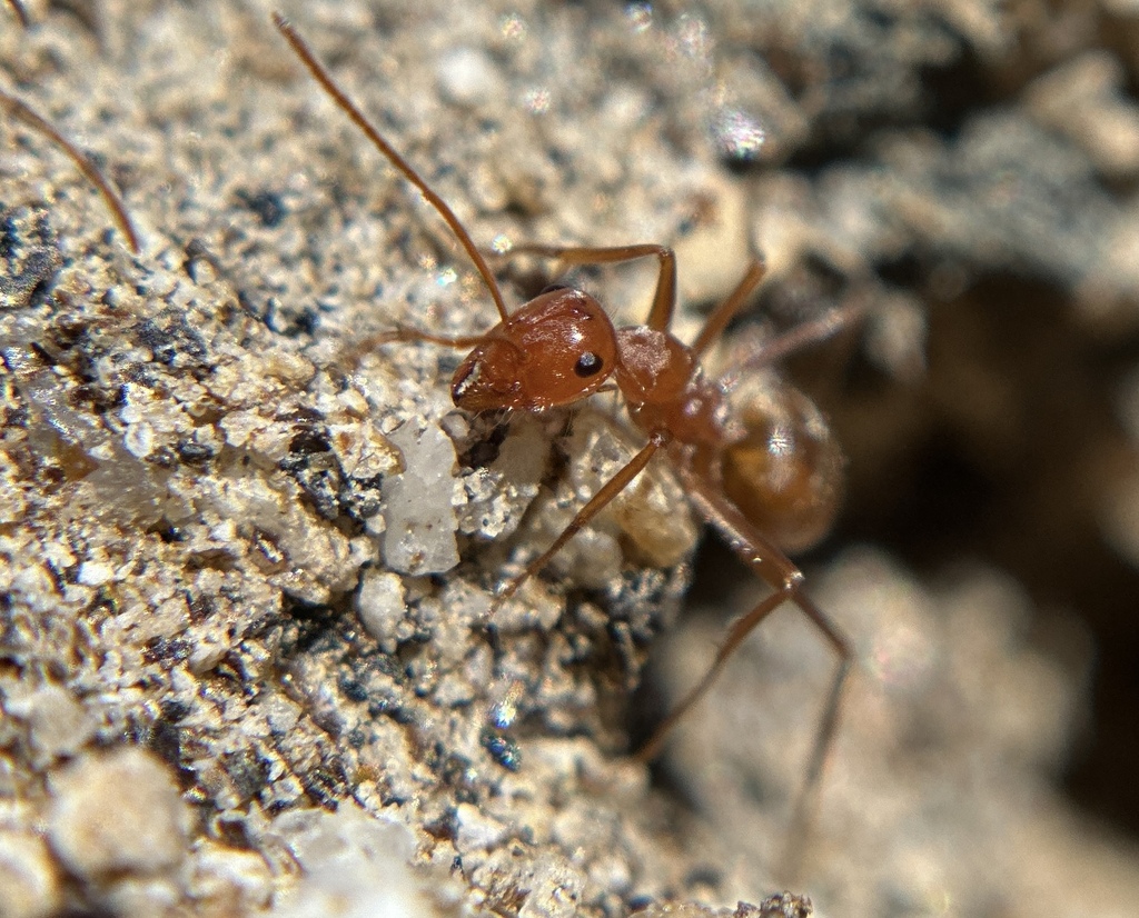 Wheeler’s Honeypot Ant from Riverside County, CA, USA on May 17, 2024 ...