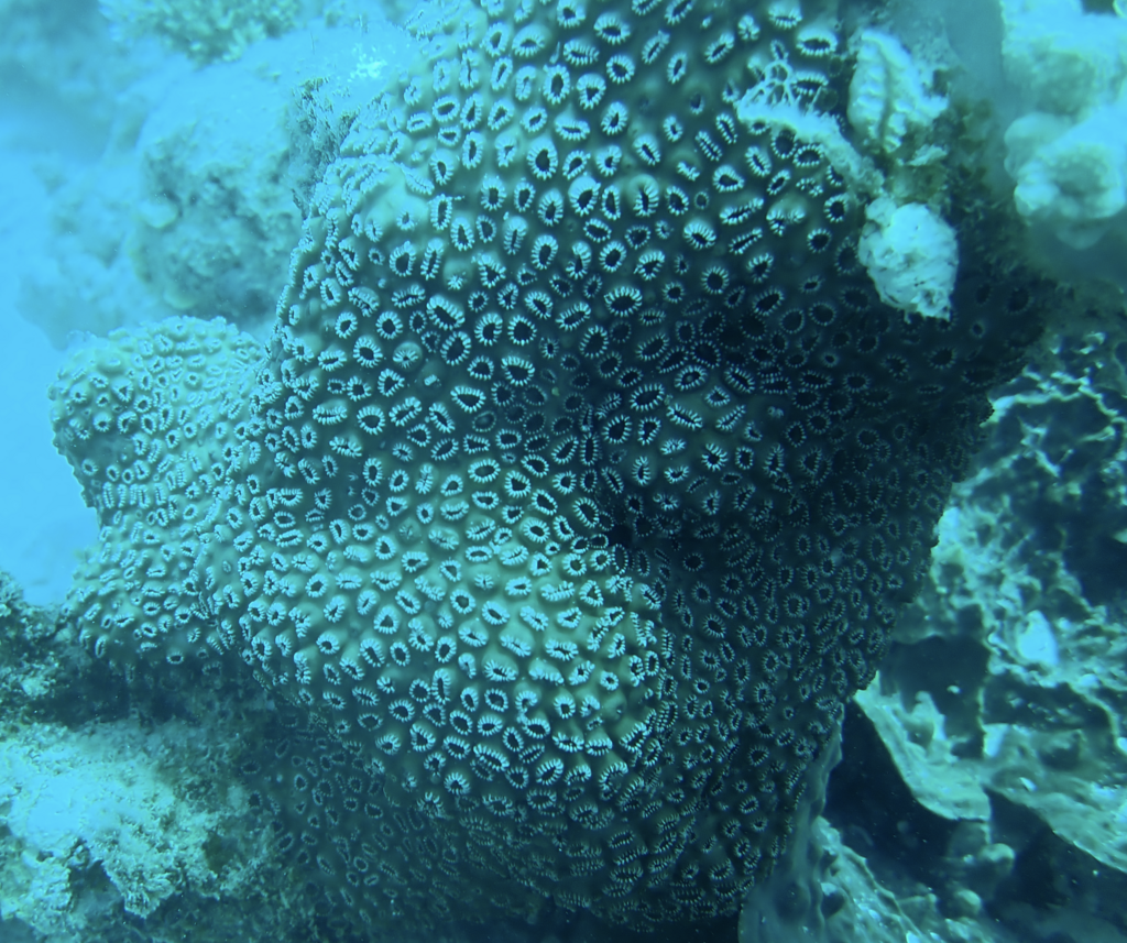 Sea Mat from Hinchinbrook, QLD, Australia on May 19, 2024 at 11:03 AM ...