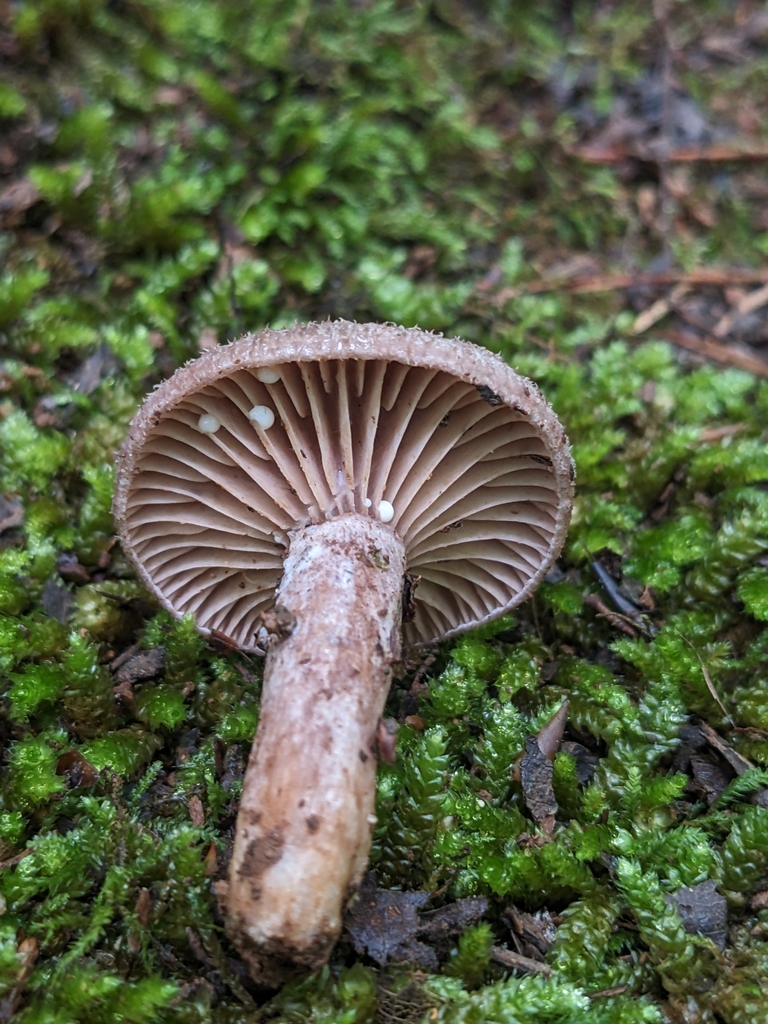 Lactarius purpureoechinatus in May 2024 by Devin Merkle. Near hardwoods ...