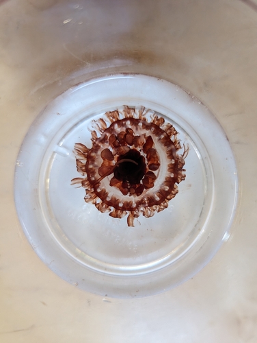 Atolla vanhoeffeni · iNaturalist
