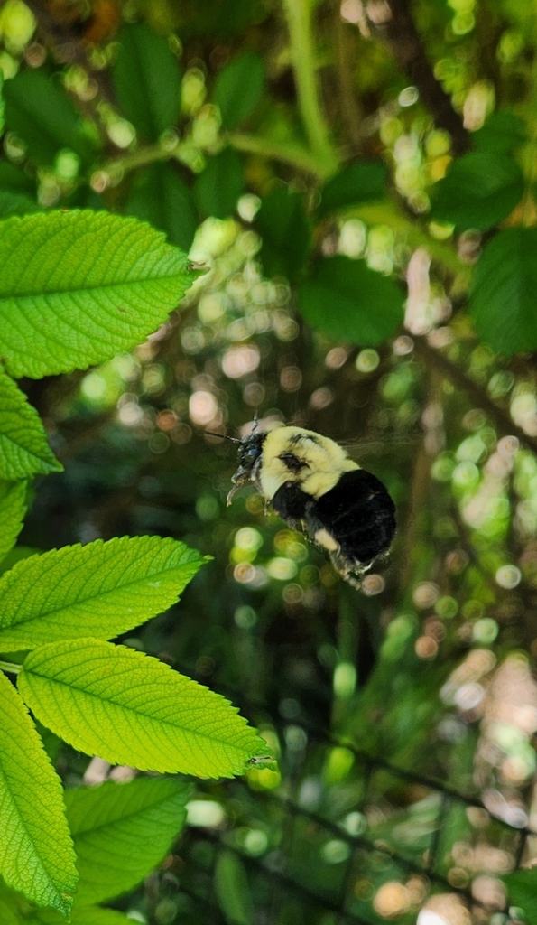 Common Eastern Bumble Bee from Prairie District, Chicago, IL 60616, USA ...