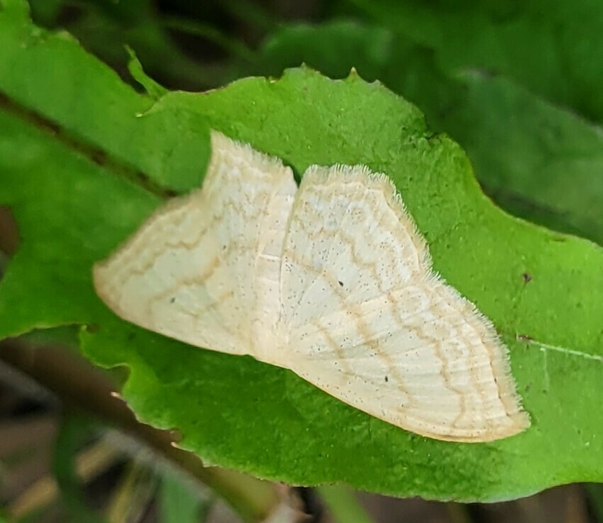 Large Lace-border Moth from Talbot County, MD, USA on May 19, 2024 at ...