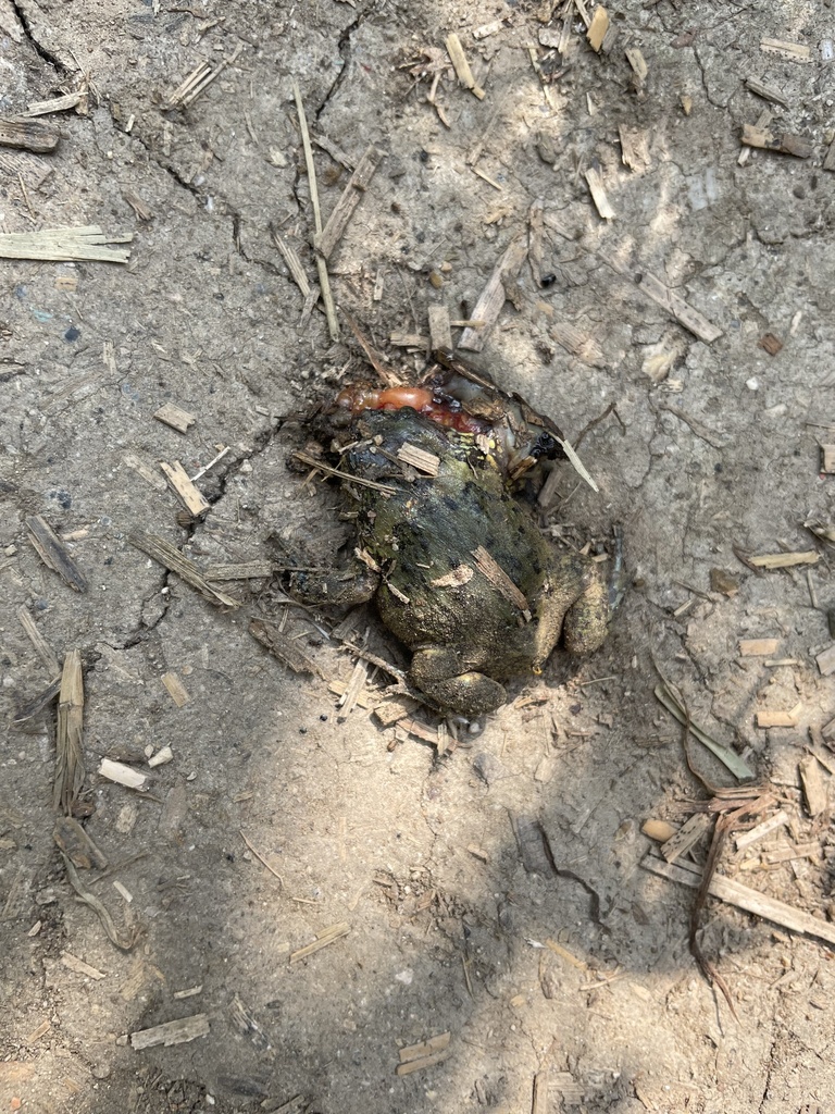 Boreal Digging Frog from 未来科学城(建设中), 北京市, CN on May 20, 2024 at 09:28 ...