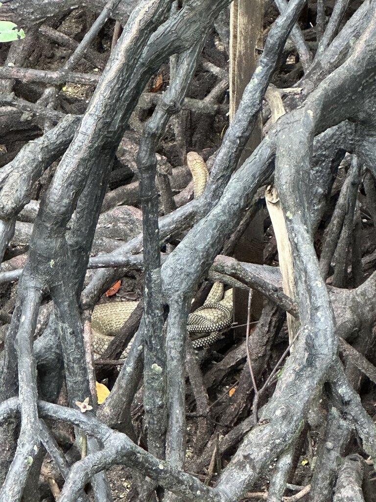 Sunda King Cobra from Sungei Buloh Wetland Reserve, Singapore, SG, SG ...