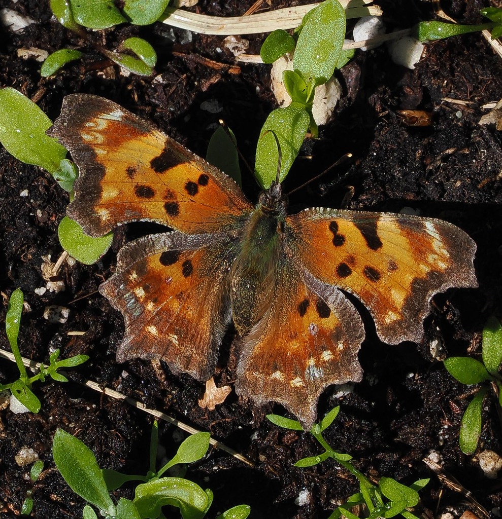 Green Comma from Fort Simpson, NT X0E, Canada on May 19, 2024 at 08:01 ...