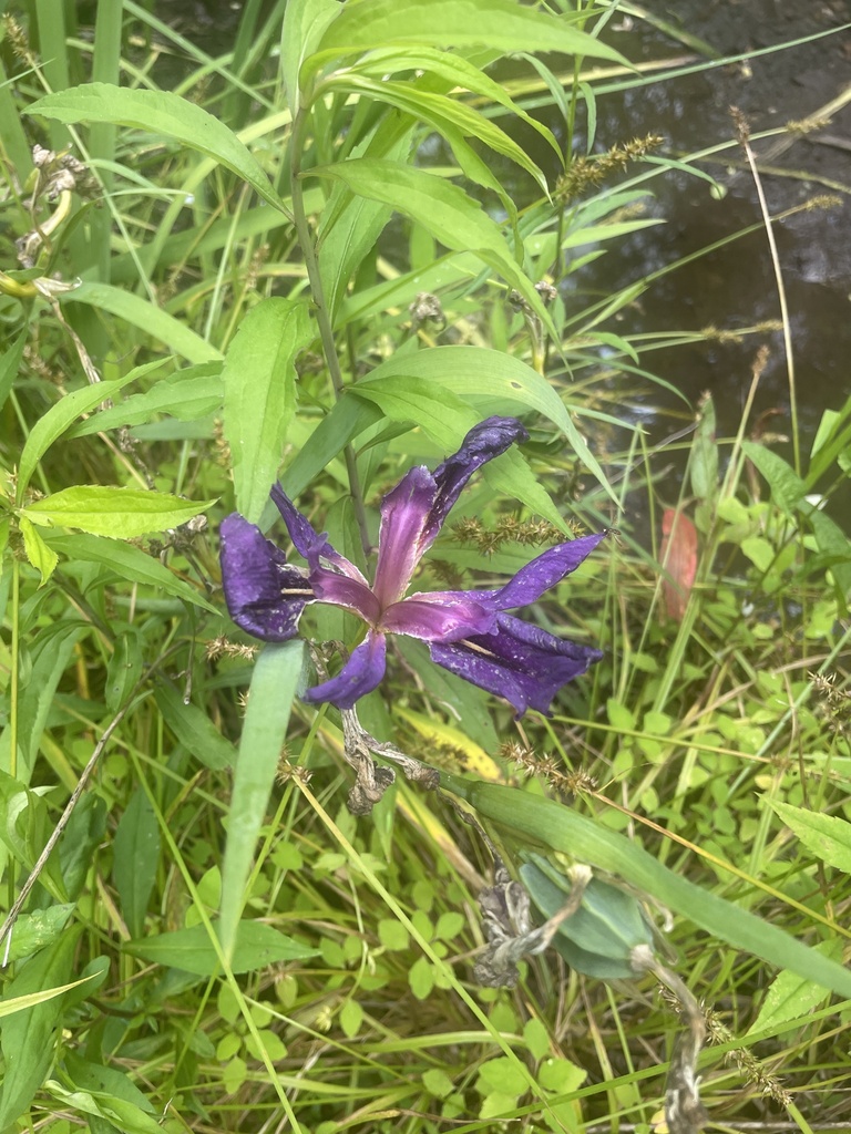 Prairie Iris from Ouachita National Forest, Mena, AR, US on May 14 ...