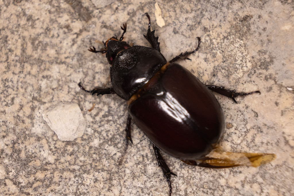 Aloeus Ox Beetle in May 2024 by Rich Kostecke · iNaturalist