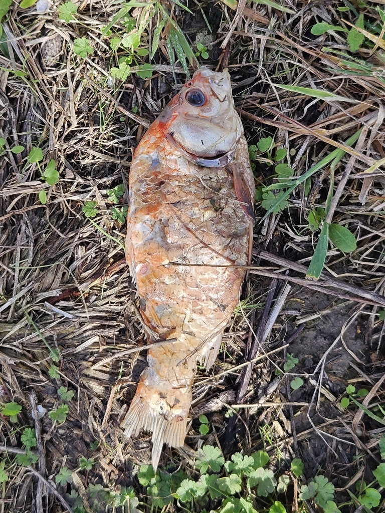 Goldfish from Narre Warren VIC 3805, Australia on May 20, 2024 at 11:22 ...