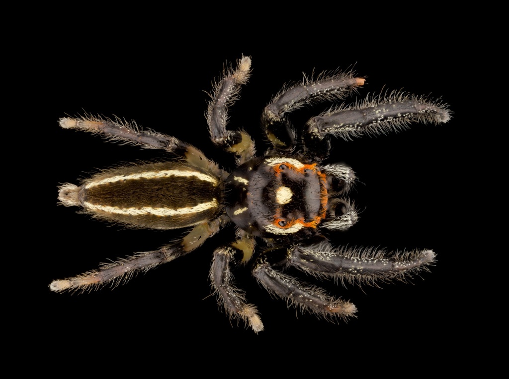 Sylvan Jumping Spider from Pawnee County, OK, USA on May 18, 2024 at 03 ...