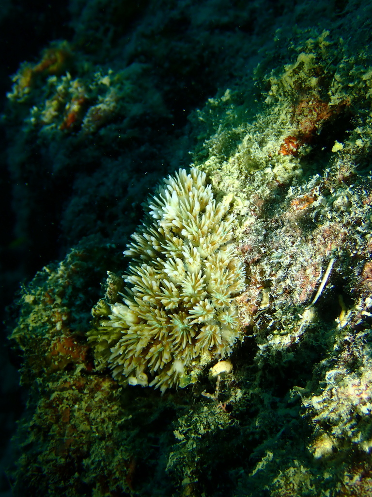 Octopus Corals from Western Division, Fiji on May 15, 2024 at 03:01 PM ...