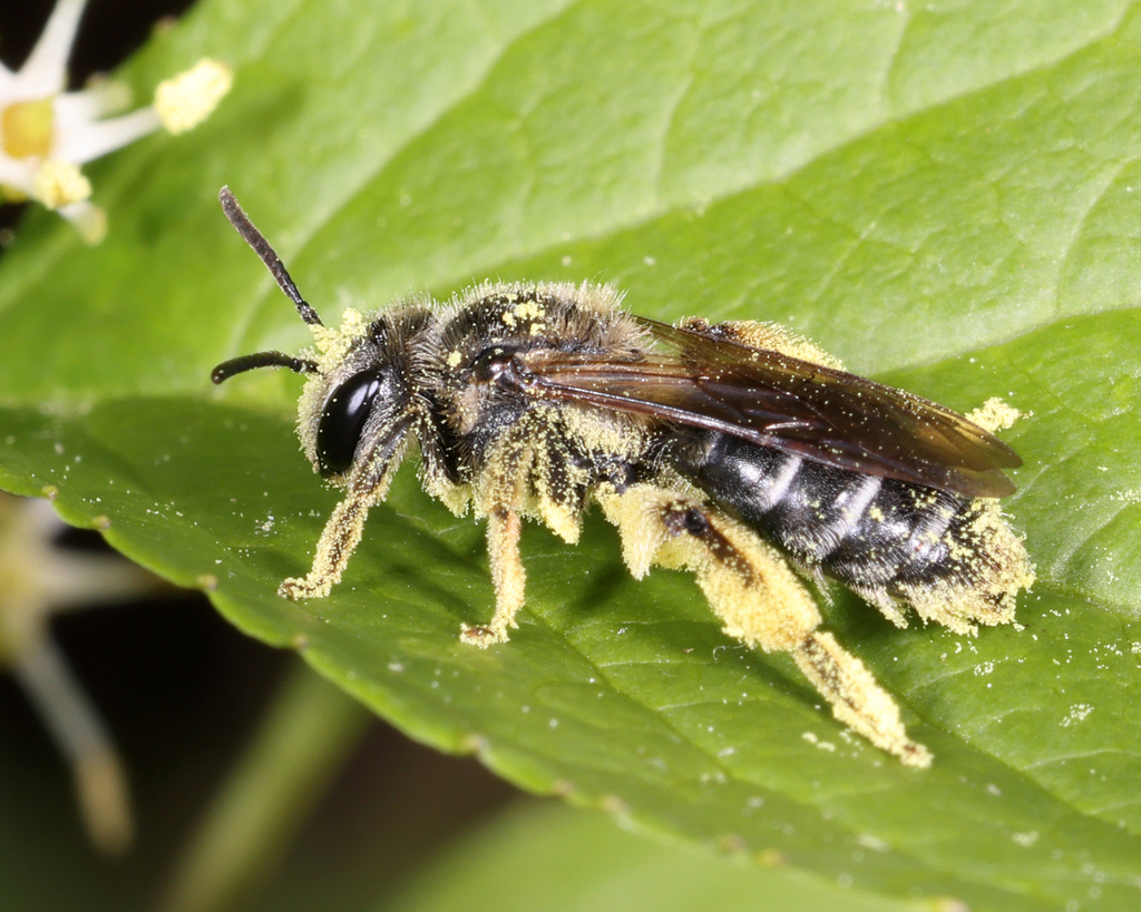 Mining Bees from Cranberry Glades Boardwalk, West Virginia 24946, USA ...