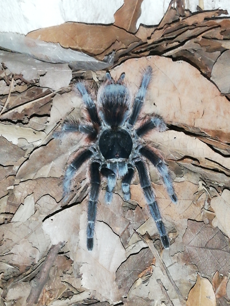 Mexican Chocolate Tarantula in May 2024 by Alejandro Sánchez Pastén. Se ...