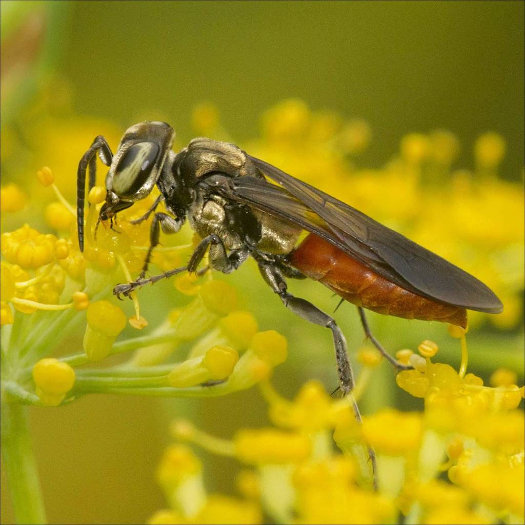 Larra bicolor (Biodiversity of Eckerd College) · iNaturalist