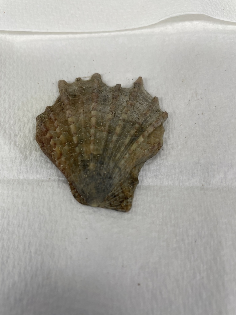 Livid Fan Scallop from Solitary Islands Aquarium, Coffs Harbour, NSW ...