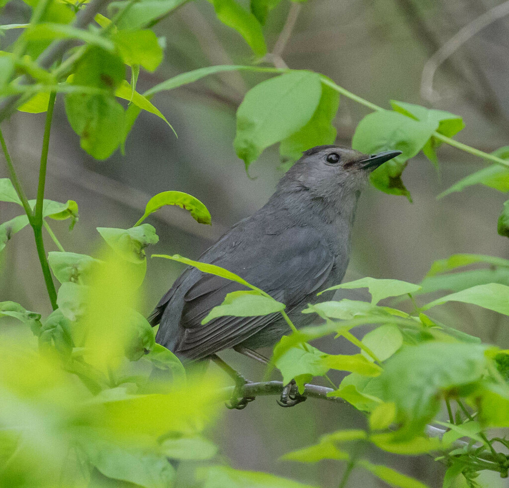 Gray Catbird from Lucas County, OH, USA on May 7, 2024 at 03:29 AM by ...