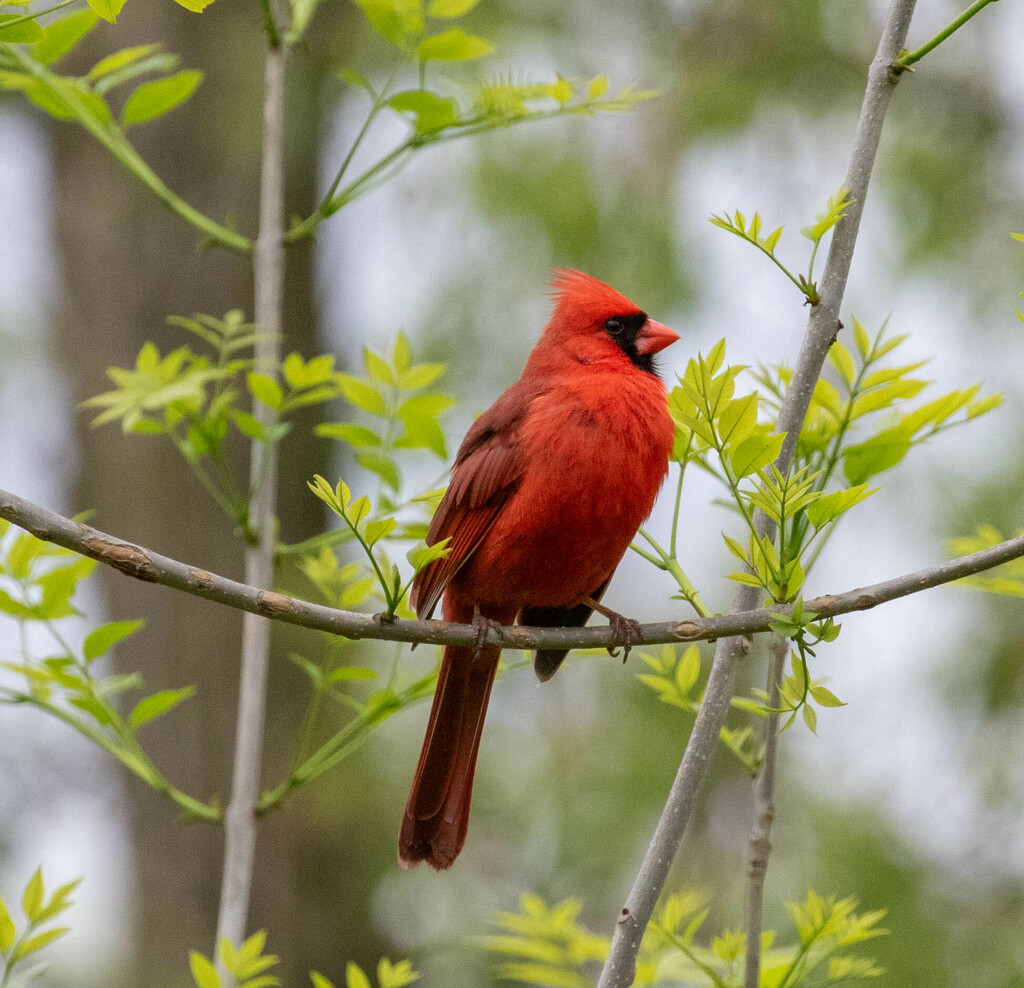 Northern Cardinal from Lucas County, OH, USA on May 7, 2024 at 06:01 AM ...