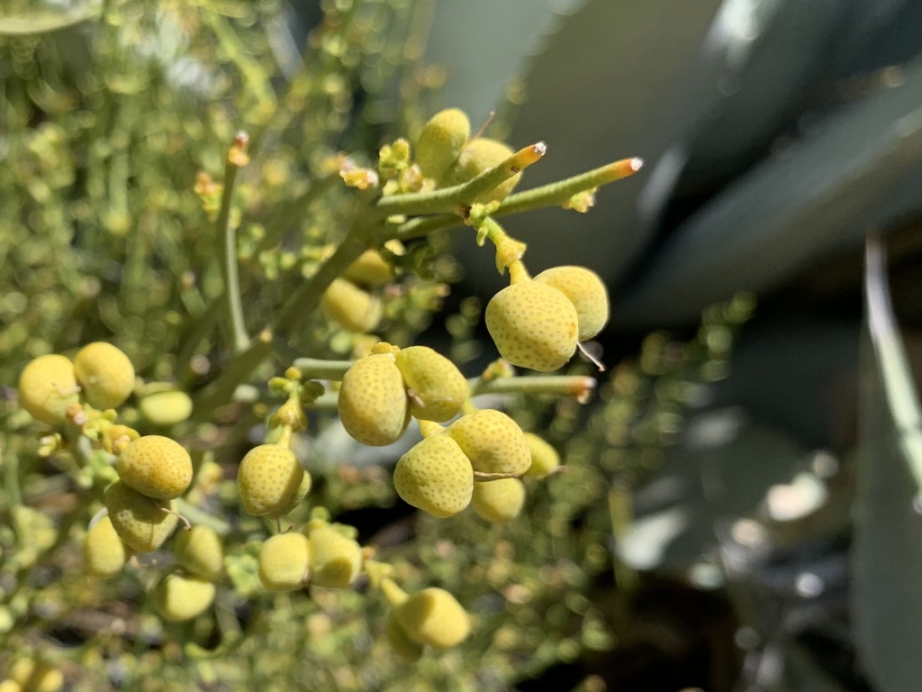 Turpentine Broom from Santa Rosa and San Jacinto Mountains National ...