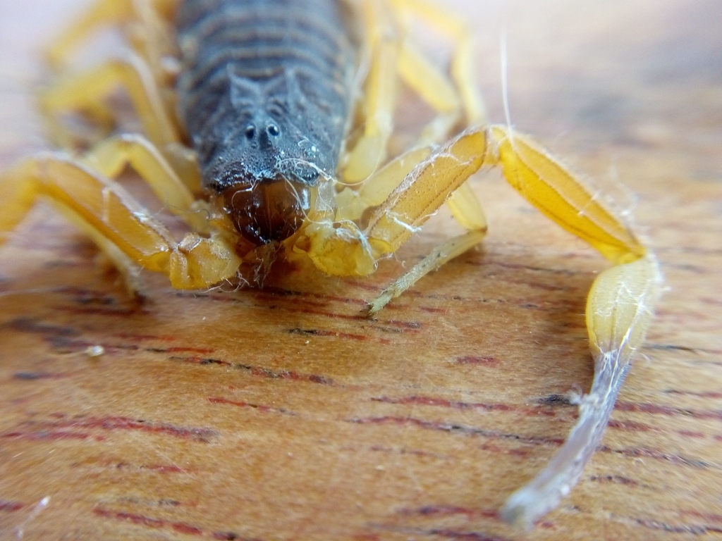 Tityus confluens in May 2019 by gustavo-peretti · iNaturalist