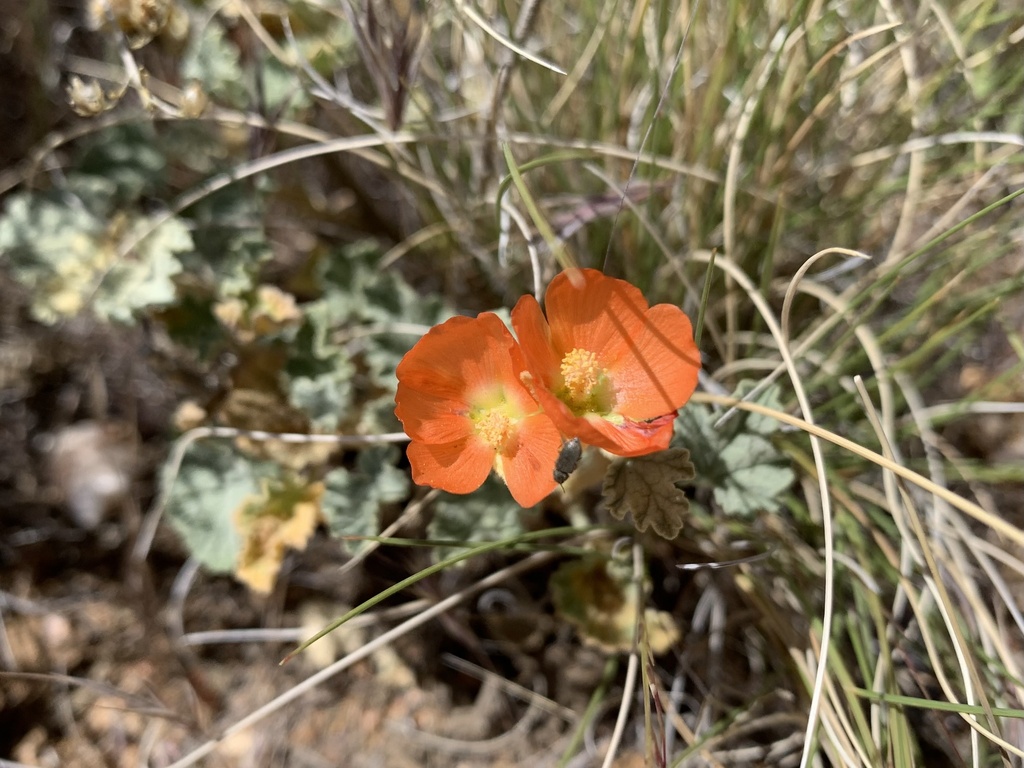 apricot mallow from Santa Rosa and San Jacinto Mountains National ...