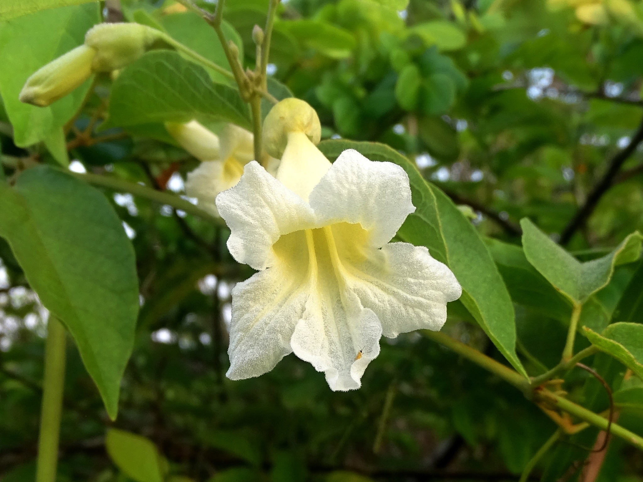 Stizophyllum riparium (Kunth) Sandwith