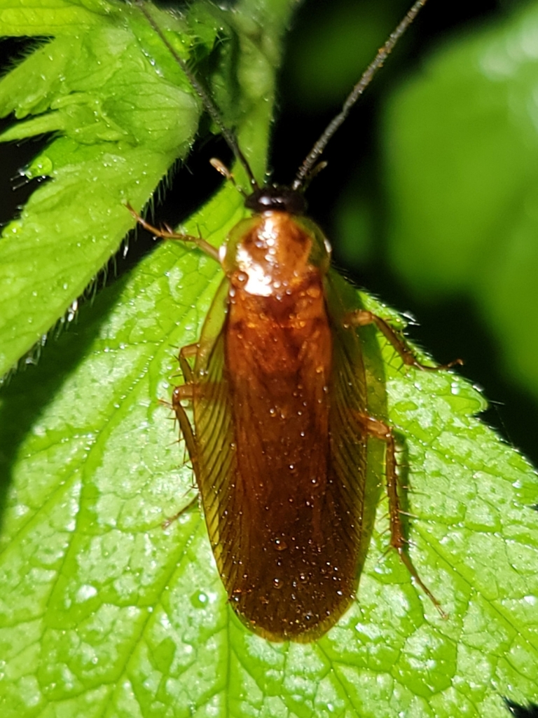 Virginia Wood Cockroach in May 2024 by Cameran Lloyd · iNaturalist