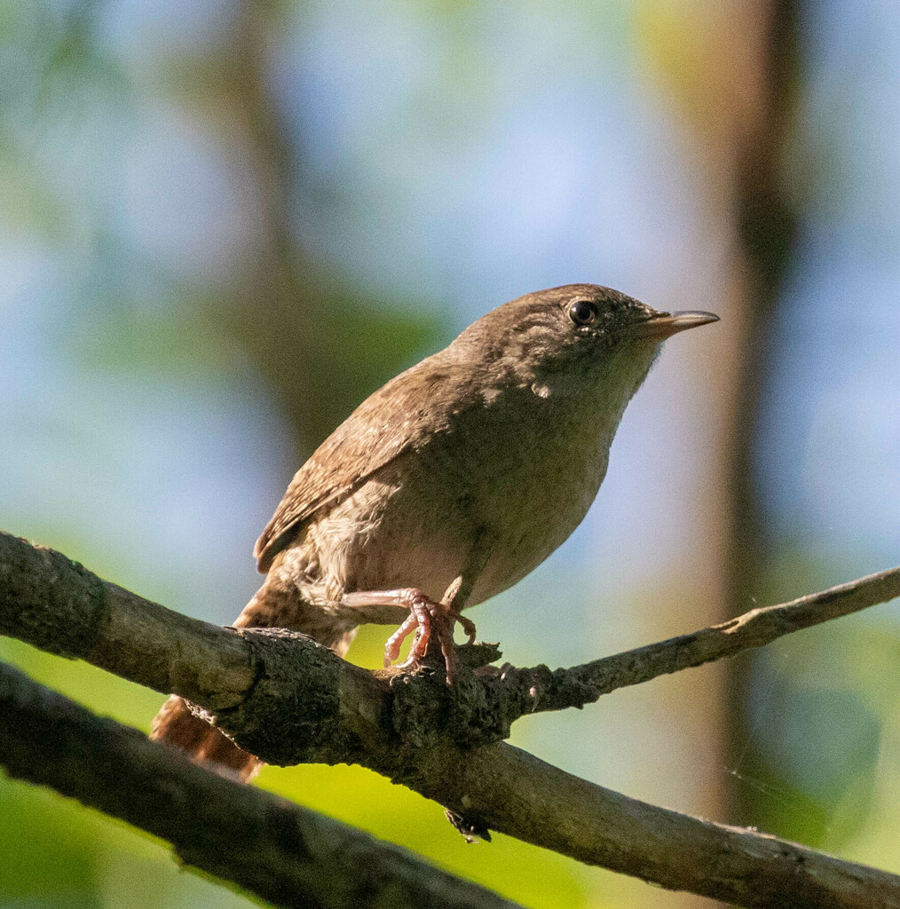 House Wren from Lucas County, OH, USA on May 8, 2024 at 05:10 AM by Dan ...