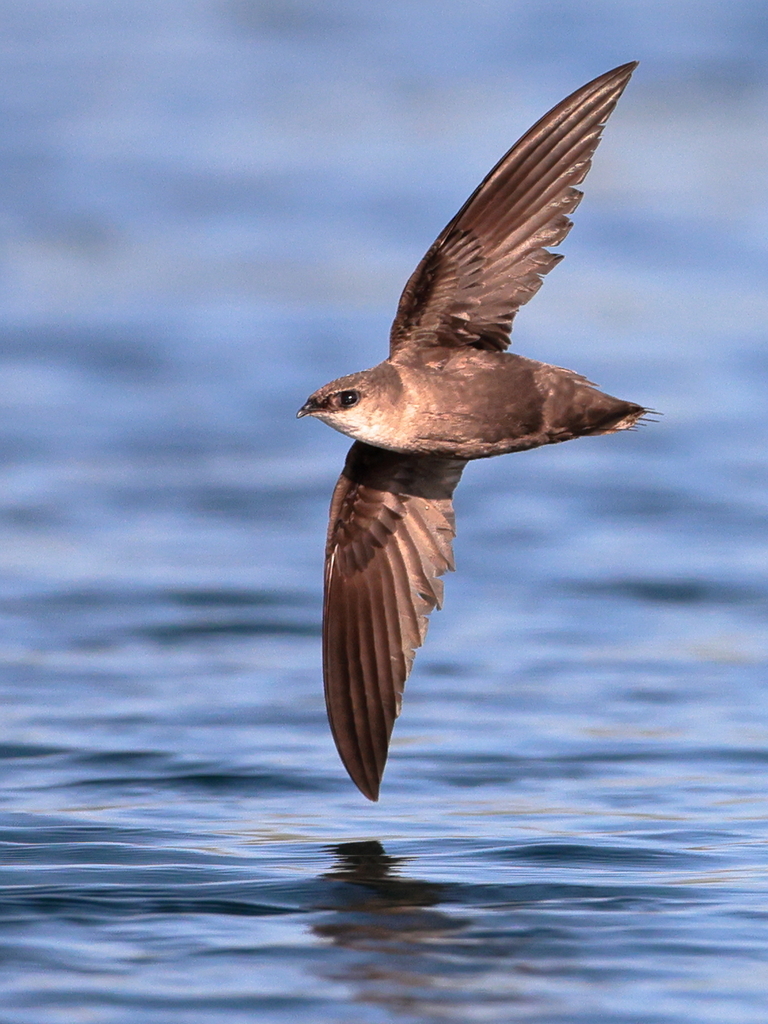Chimney Swift (Birds of Appalachia) · iNaturalist
