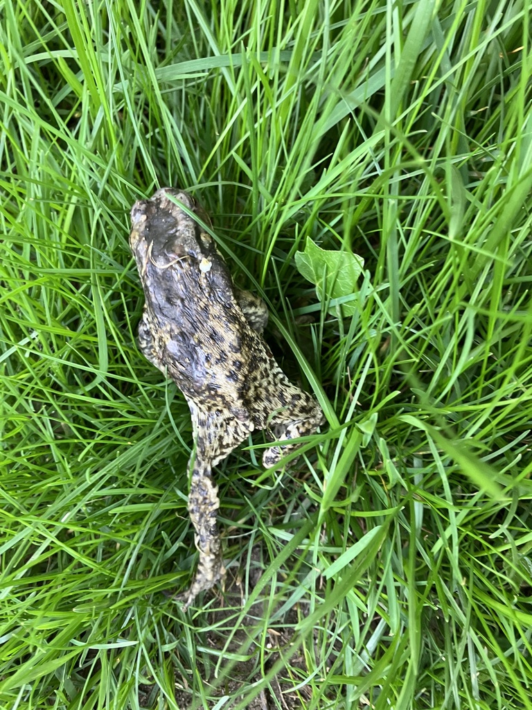 European Toad from River Wharfe, Skipton, England, GB on May 18, 2024 ...