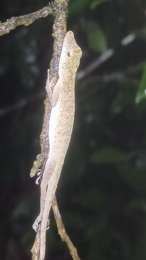 Brown-eared Anole in May 2024 by Wildlife Tours Peru, Christoph Meyer ...