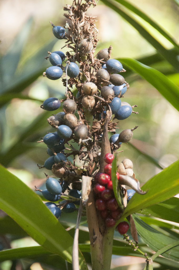 Native Ginger from Montville QLD 4560, Australia on January 24, 2000 at ...