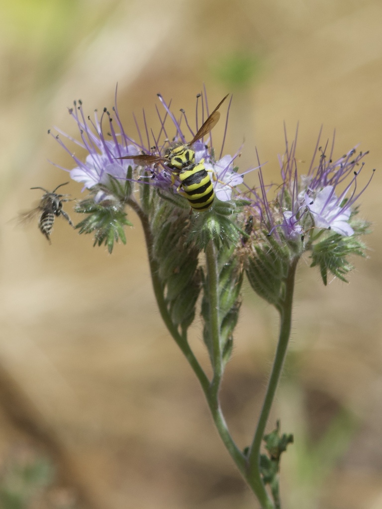 Urbane Digger Bee in May 2024 by njjturner · iNaturalist