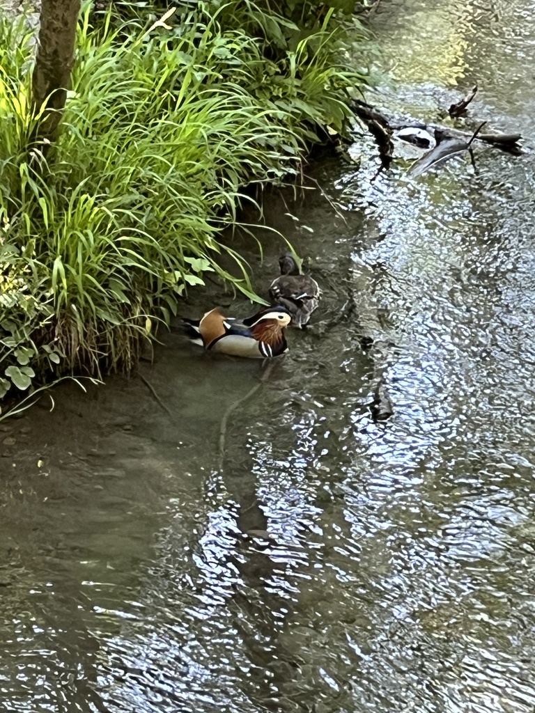 Mandarin Duck from Wilhelm-Kuhnert-Straße, München, Bayern, DE on May ...